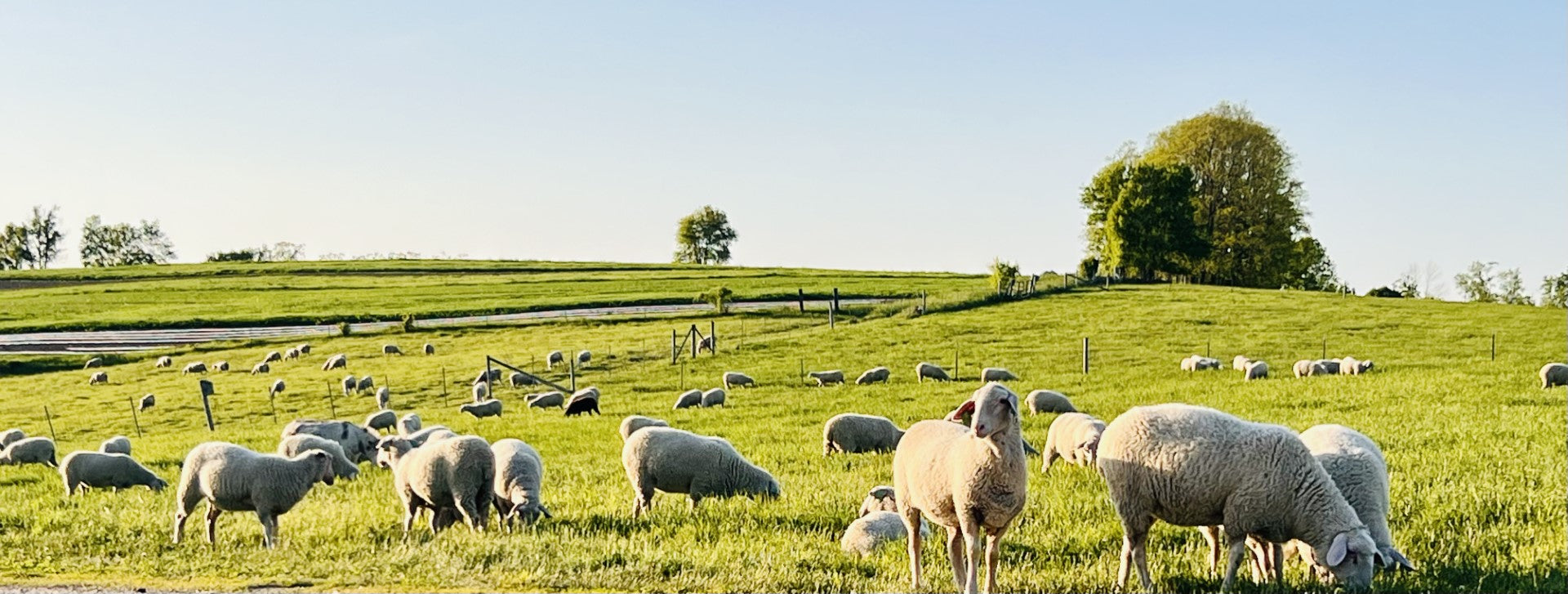 Sheep Milk - Education – Hidden Springs Creamery